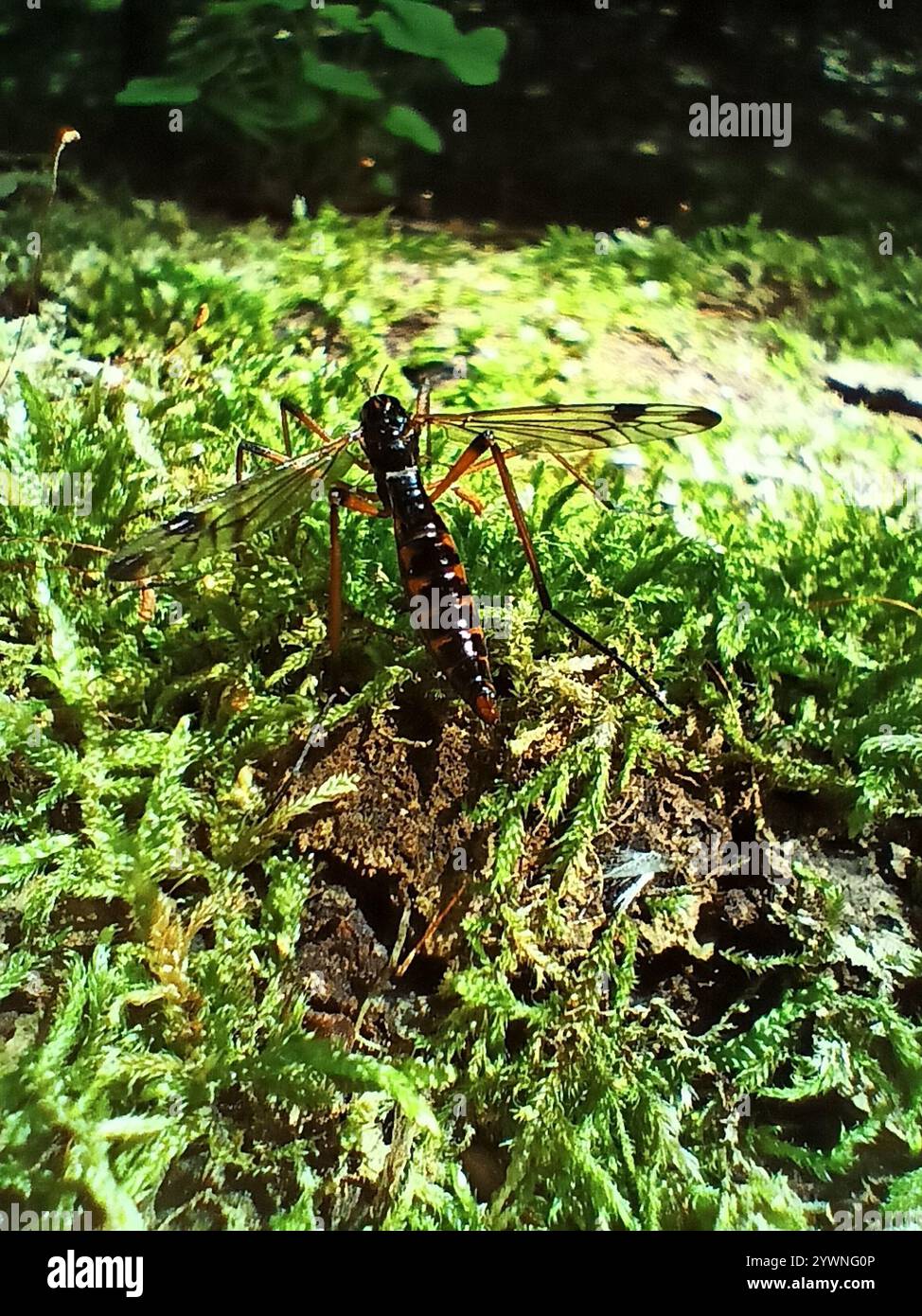 Typical Crane Flies (Tipuloidea Stock Photo - Alamy