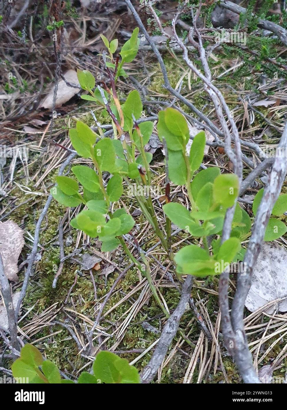 common bilberry (Vaccinium myrtillus Stock Photo - Alamy