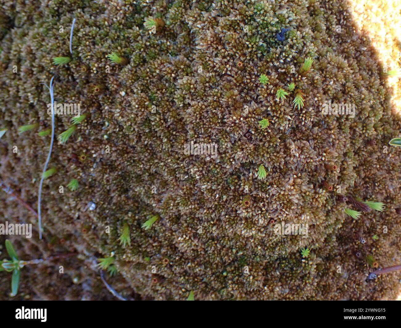 Bog Haircap Moss (Polytrichum strictum Stock Photo - Alamy