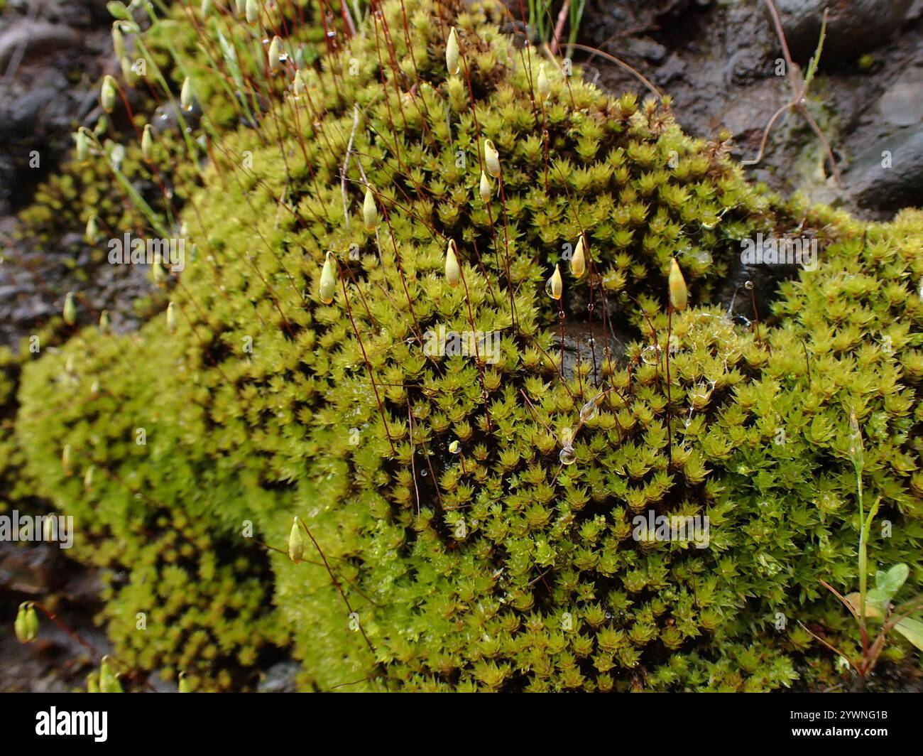 Long-leaved Thread Moss (Ptychostomum pseudotriquetrum Stock Photo - Alamy