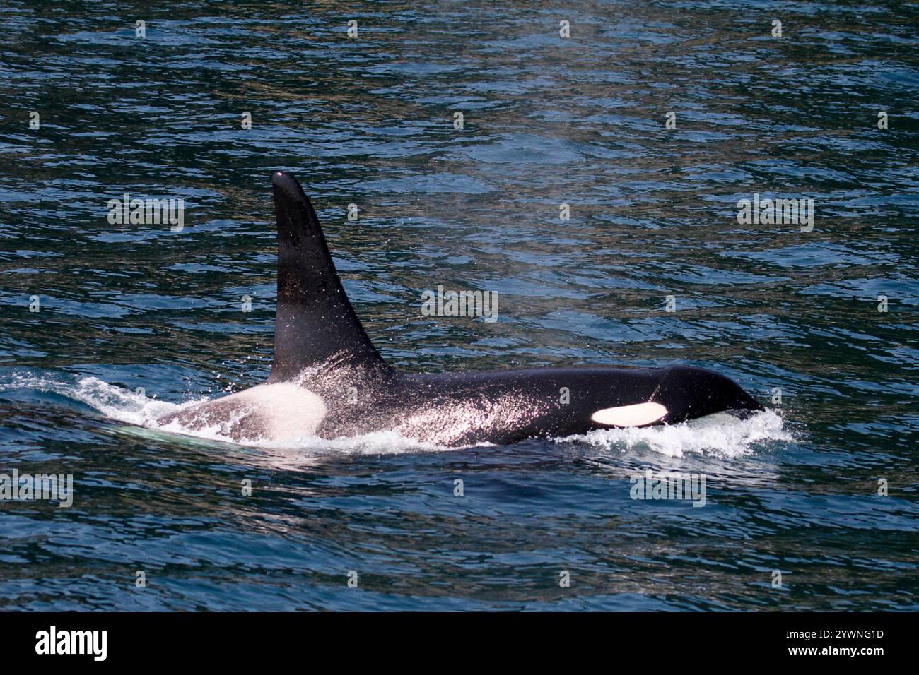 Orca (Orcinus orca Stock Photo - Alamy