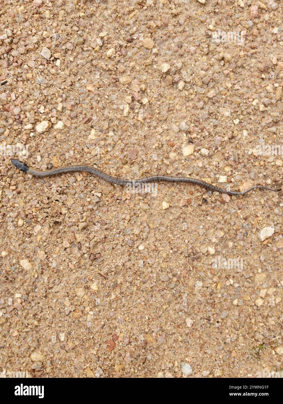Eastern Brown Snake (Pseudonaja textilis Stock Photo - Alamy