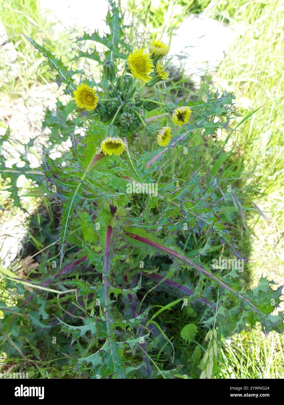Common Sow-thistle (Sonchus oleraceus Stock Photo - Alamy
