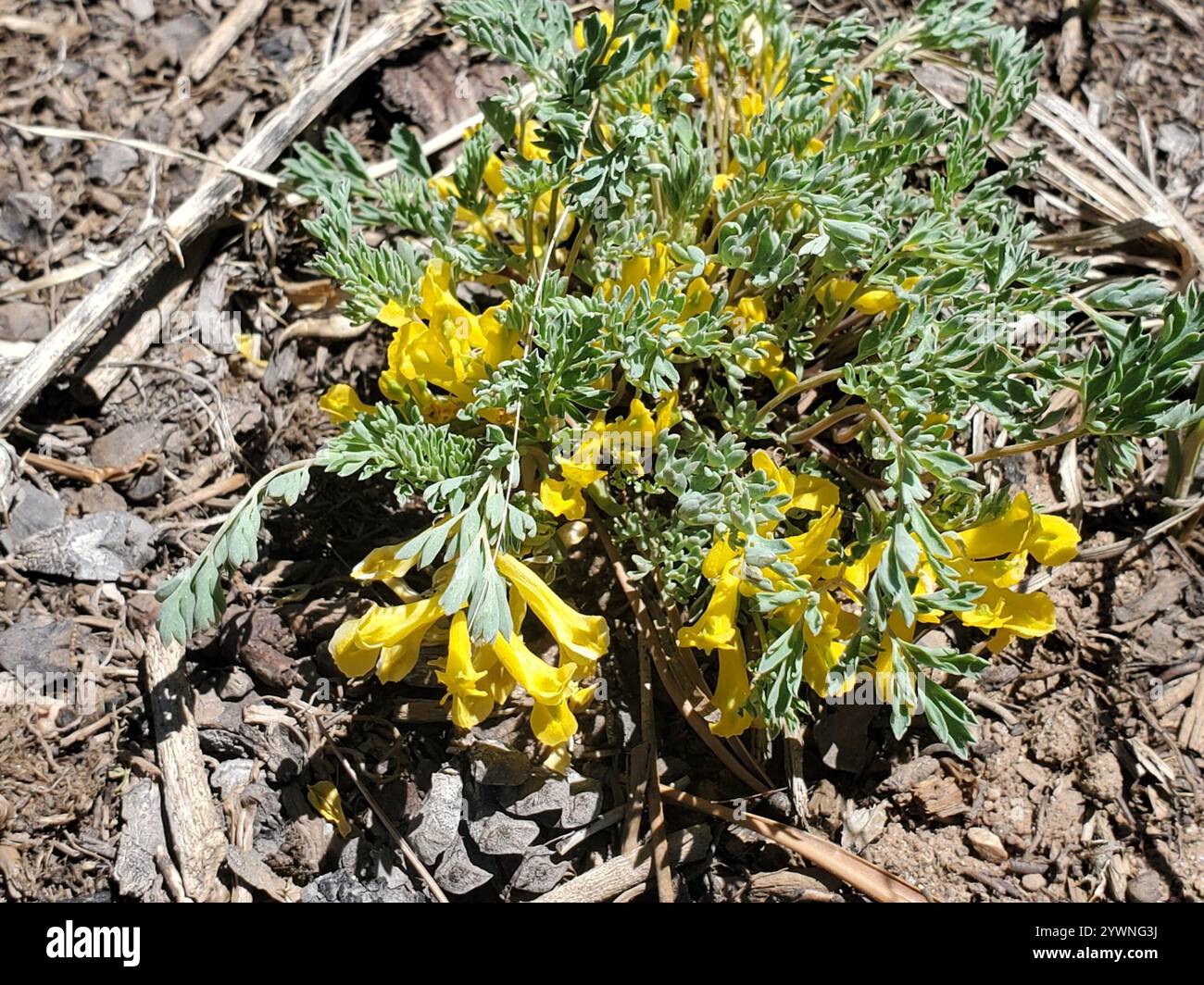 golden corydalis (Corydalis aurea Stock Photo - Alamy