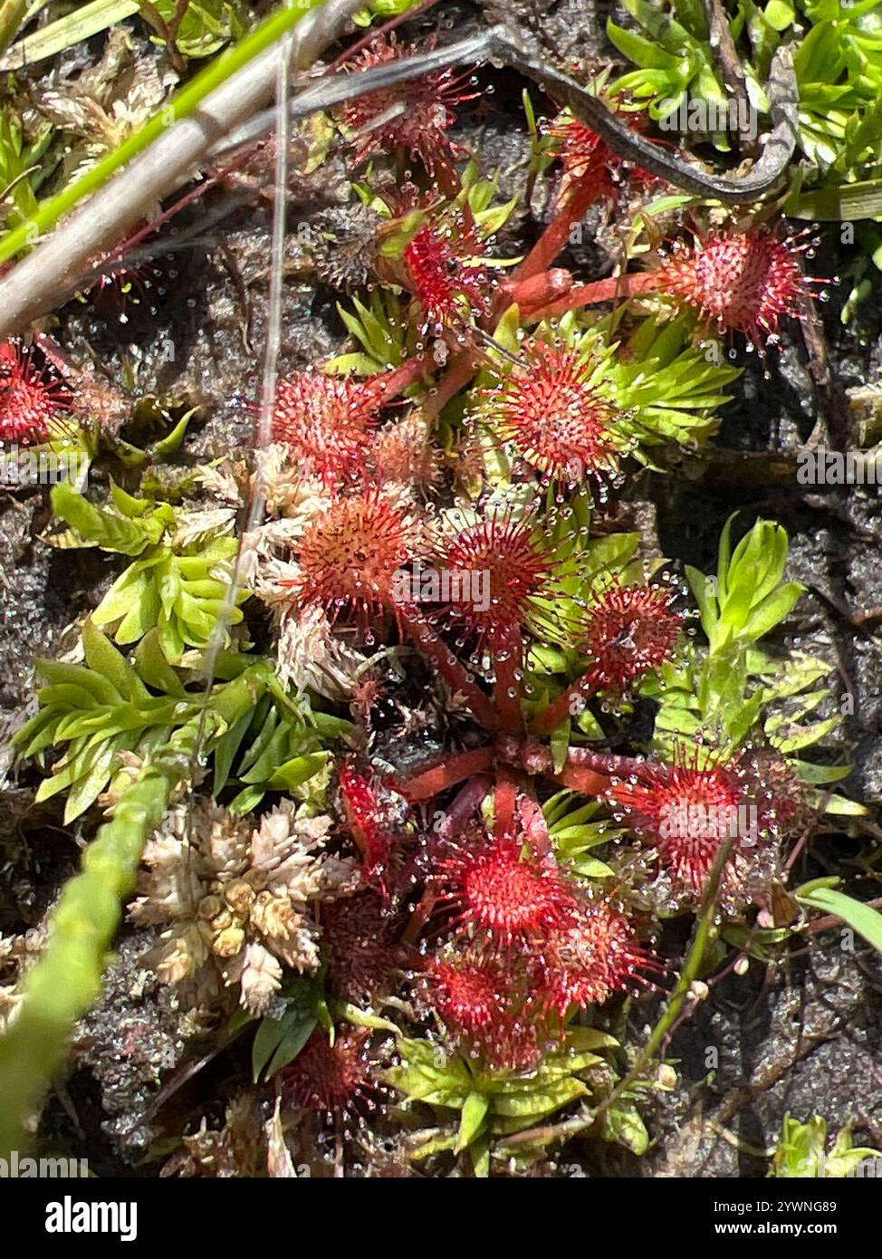 Pink Sundew (Drosera capillaris Stock Photo - Alamy