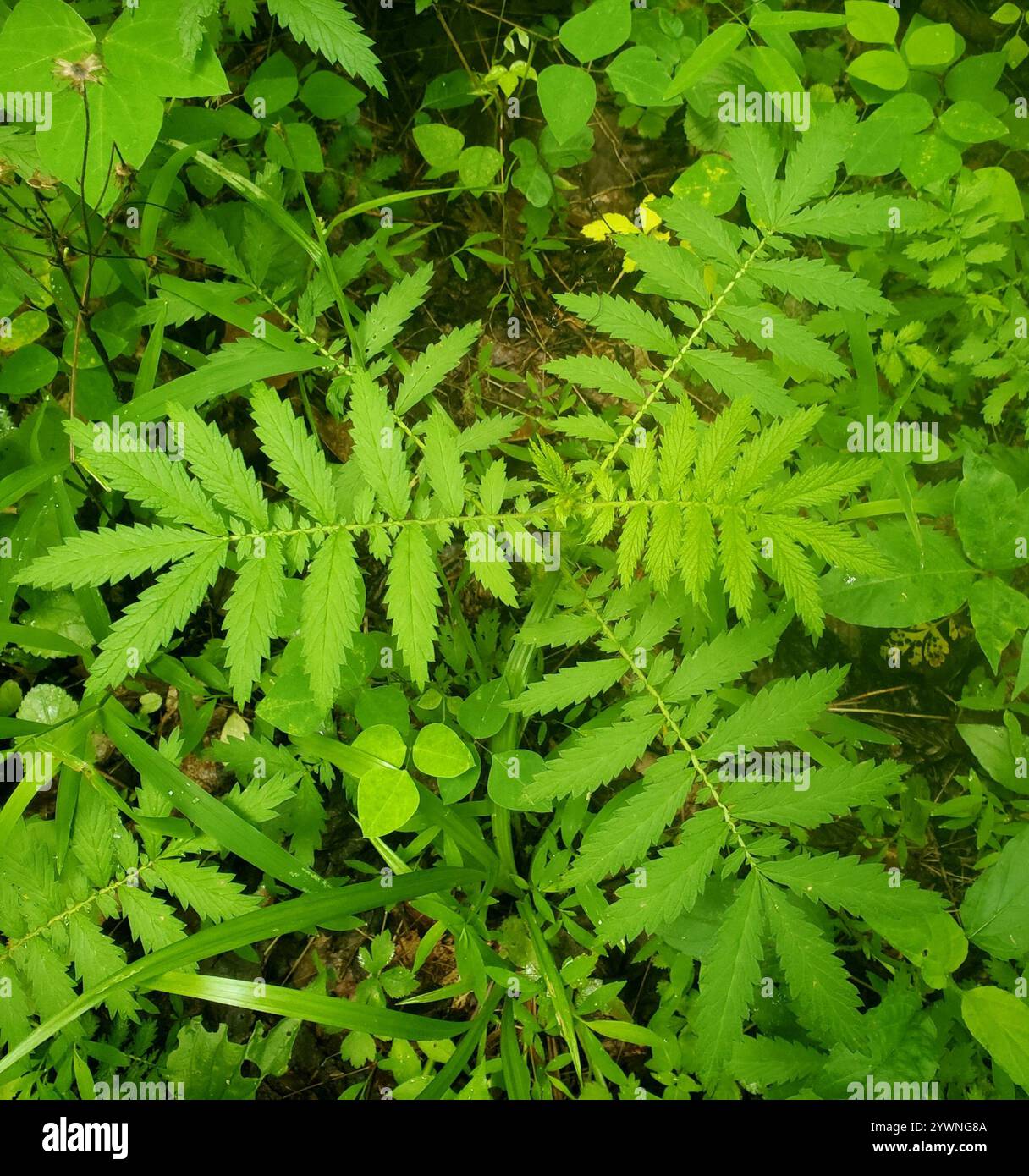 swamp agrimony (Agrimonia parviflora Stock Photo - Alamy