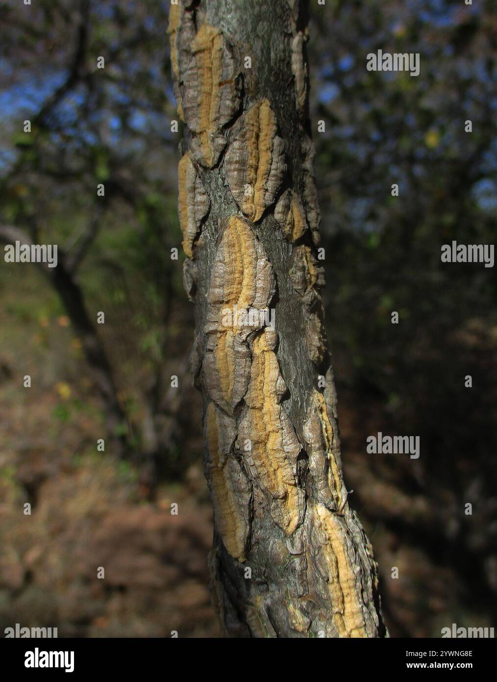 Caustic vine hi-res stock photography and images - Alamy
