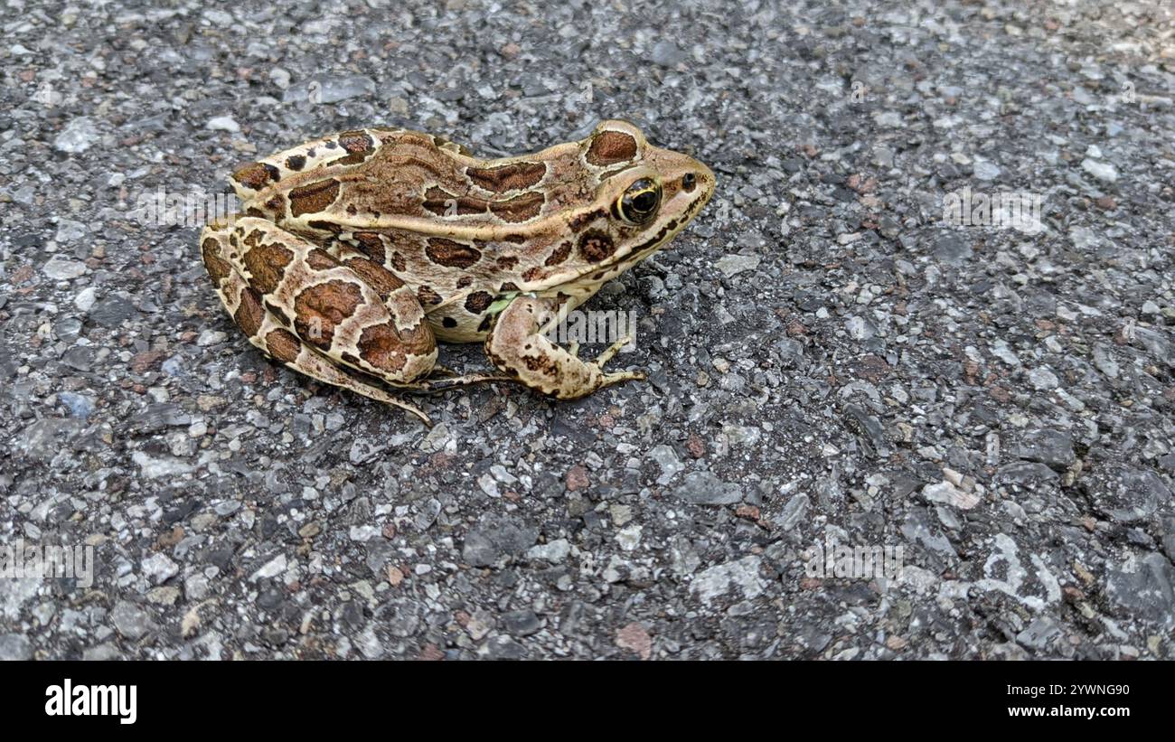 Northern Leopard Frog (Lithobates pipiens Stock Photo - Alamy