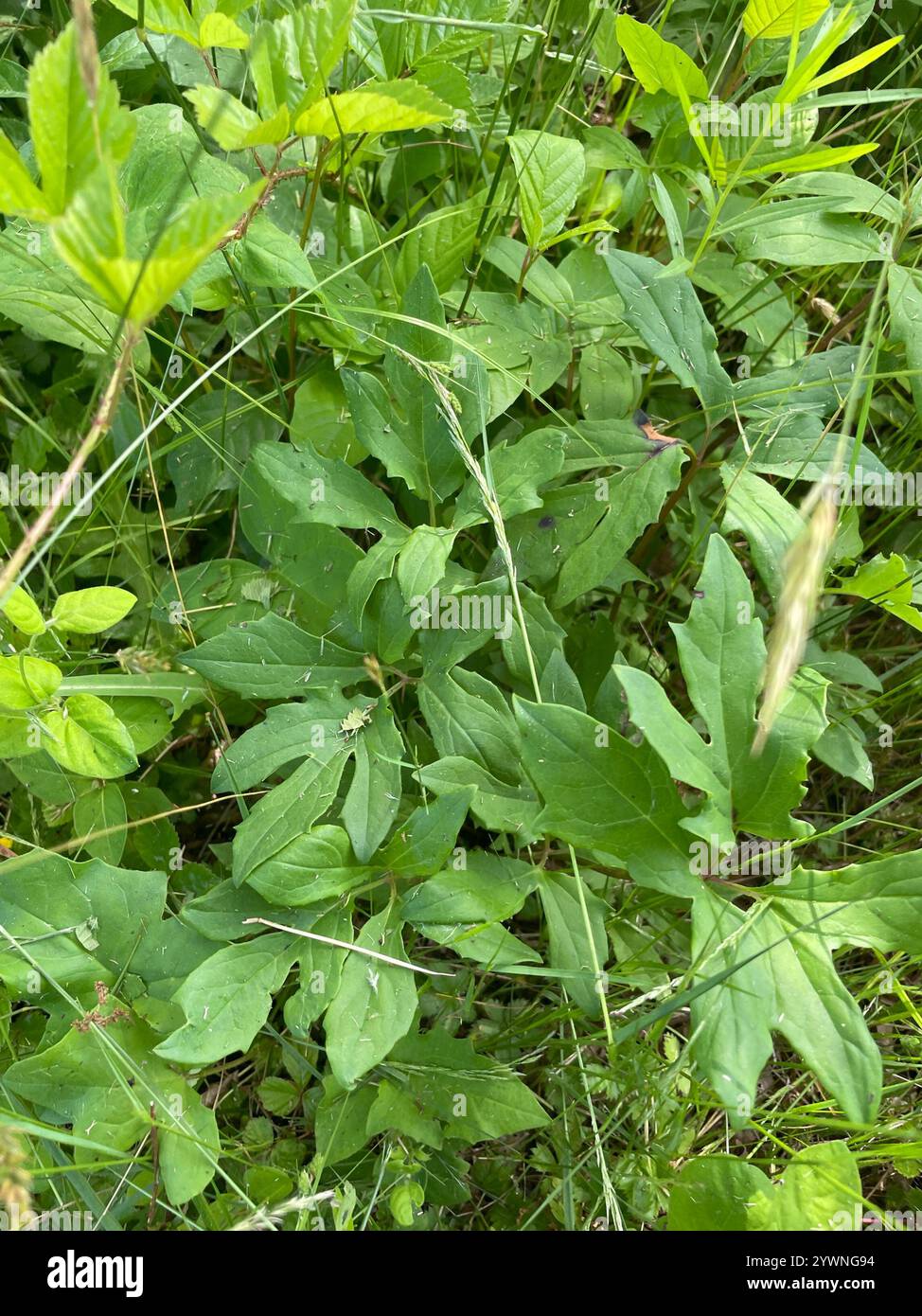 three-leaved rattlesnake root (Nabalus trifoliolatus Stock Photo - Alamy