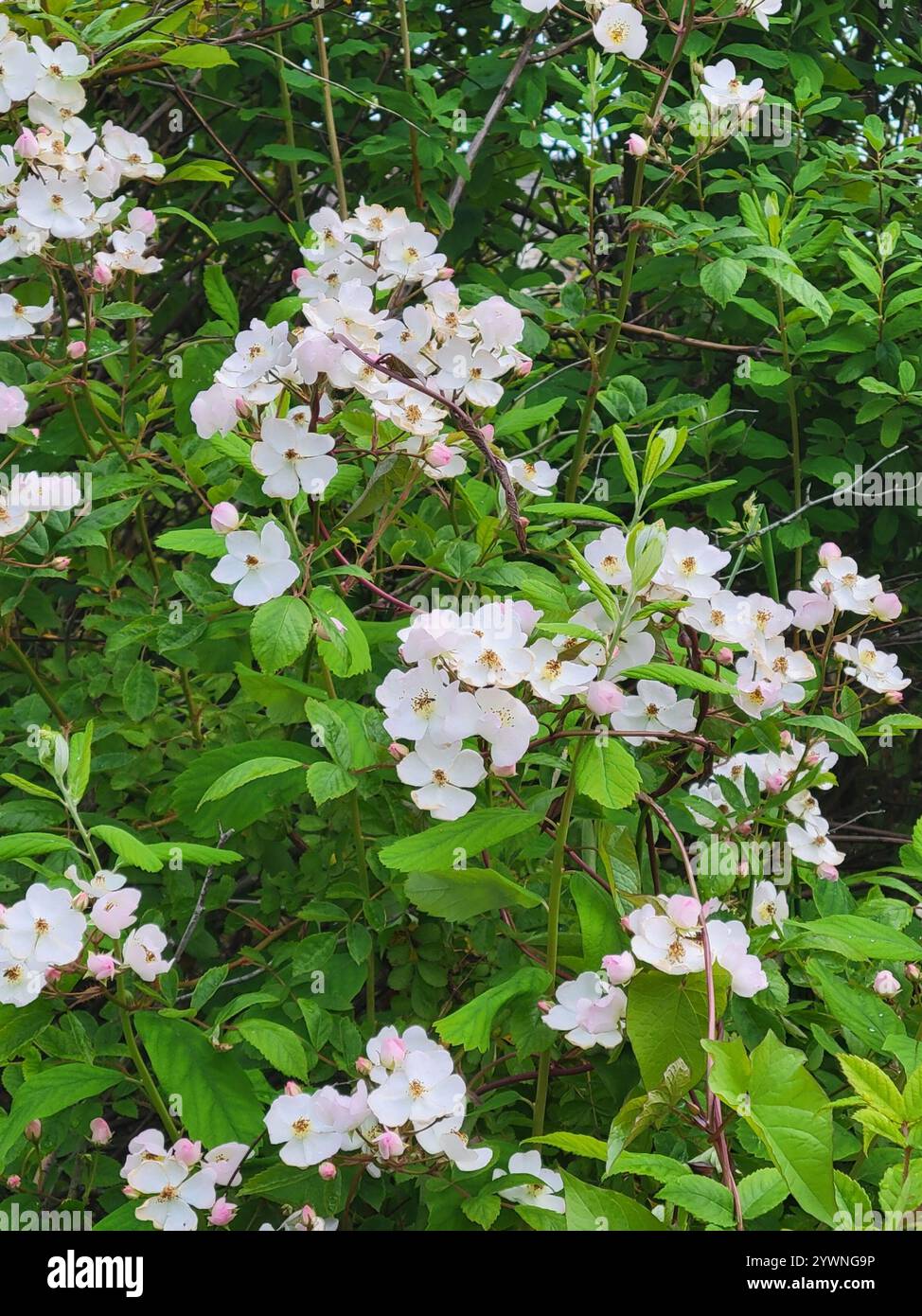 multiflora rose (Rosa multiflora Stock Photo - Alamy