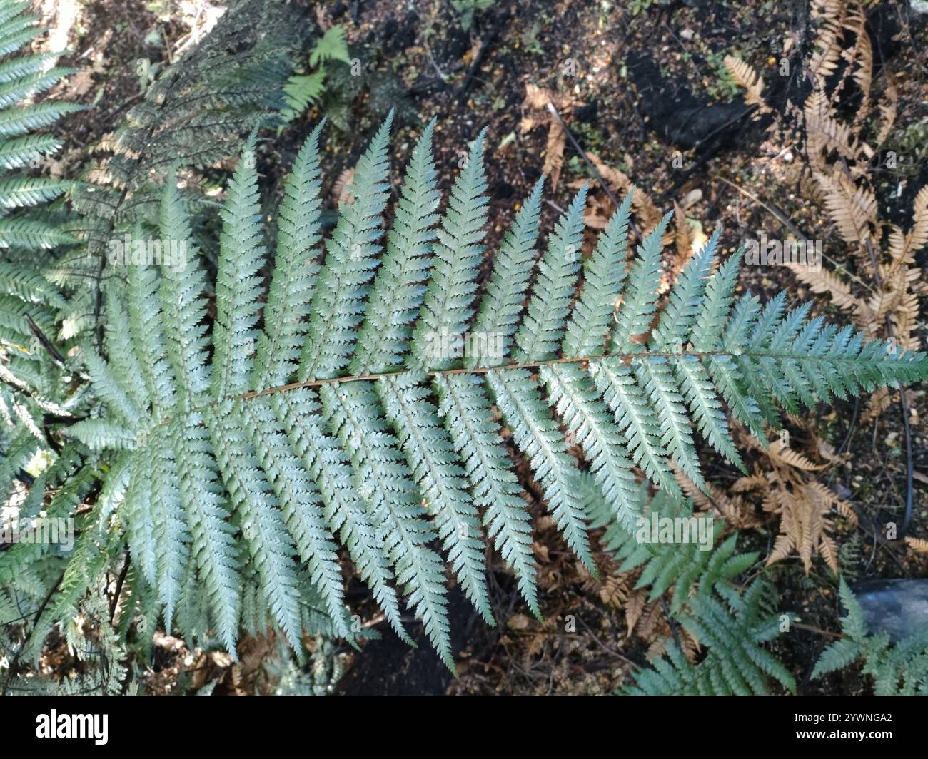 Dicksonia fibrosa hi-res stock photography and images - Alamy