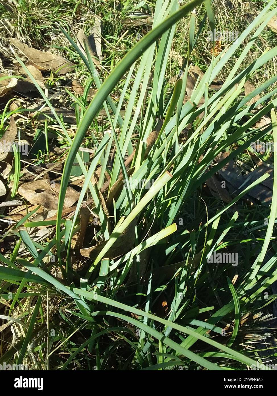 iron-grass (Lomandra multiflora dura Stock Photo - Alamy