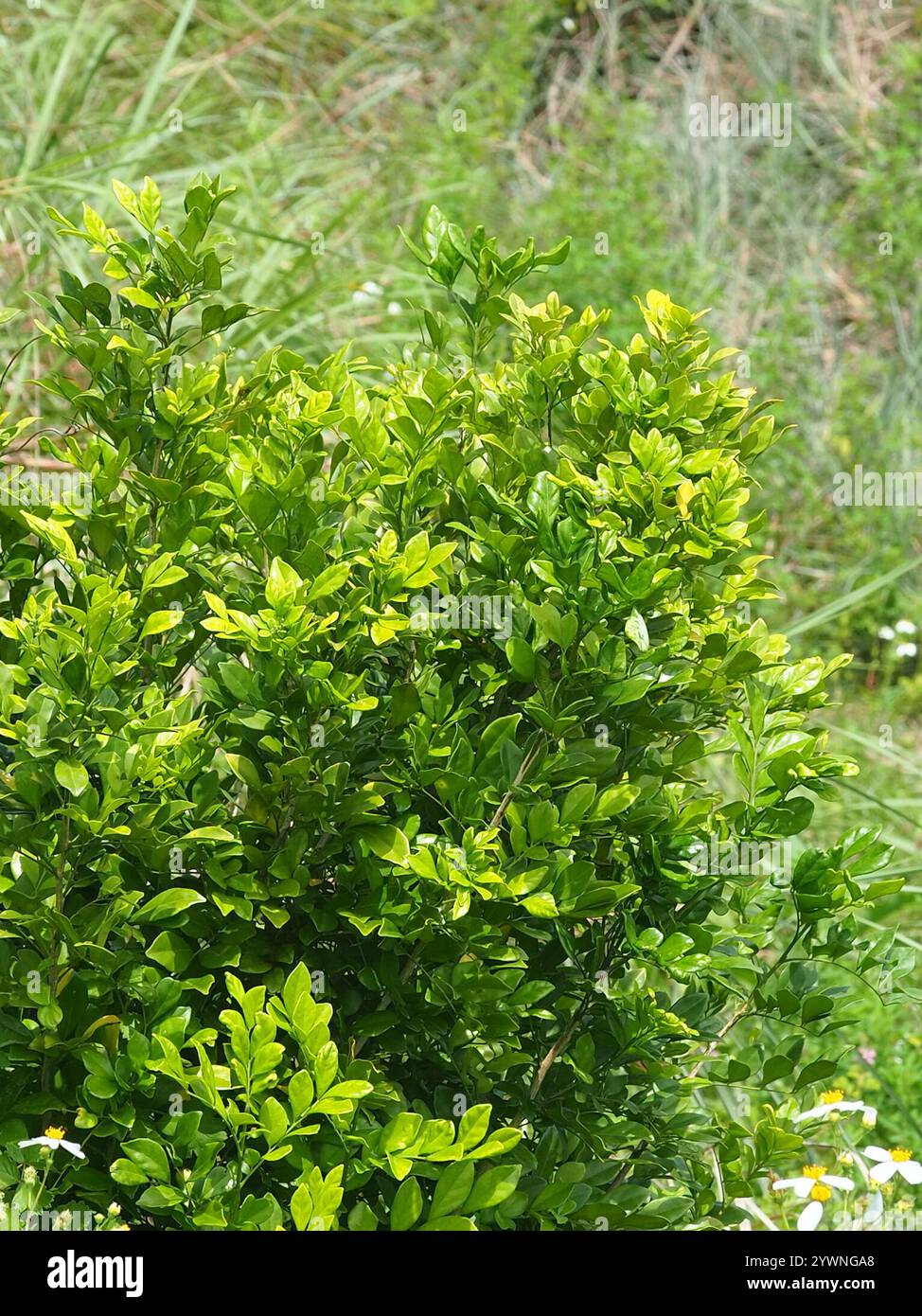 Orange Jasmine (Murraya paniculata Stock Photo - Alamy
