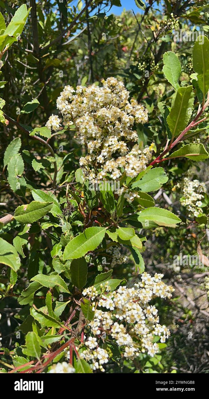 Toyon (Heteromeles arbutifolia Stock Photo - Alamy