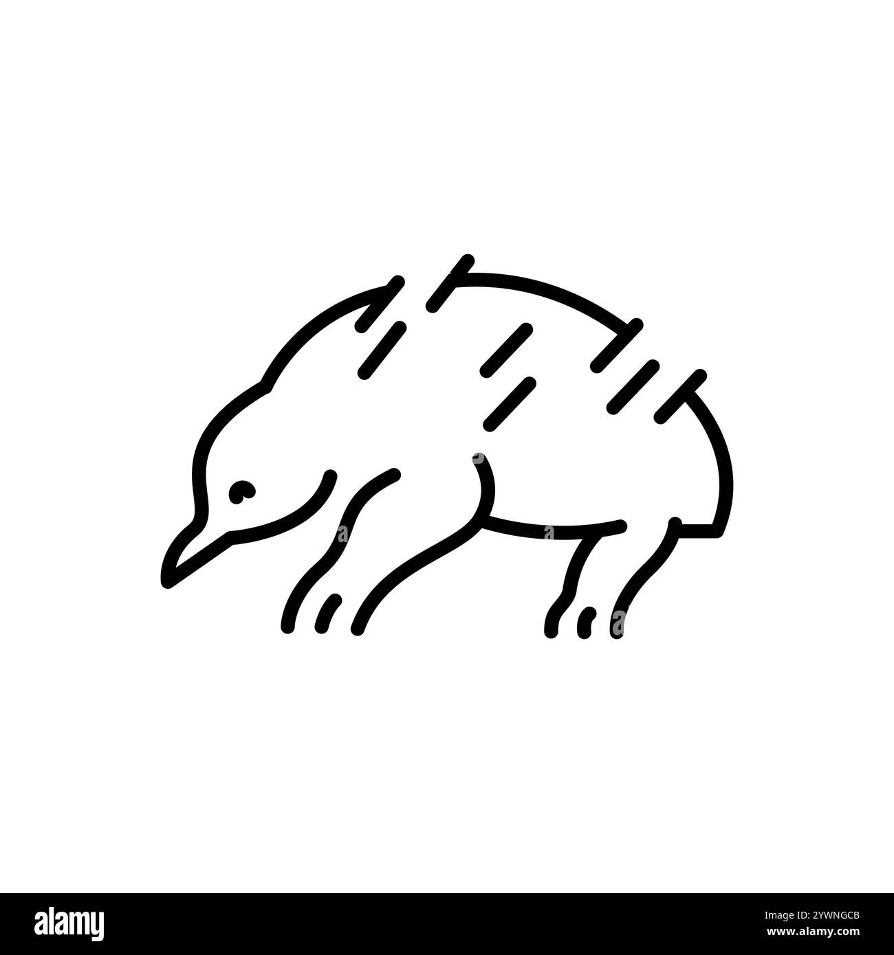 Australian echidna black line illustration. Animals of Australia ...