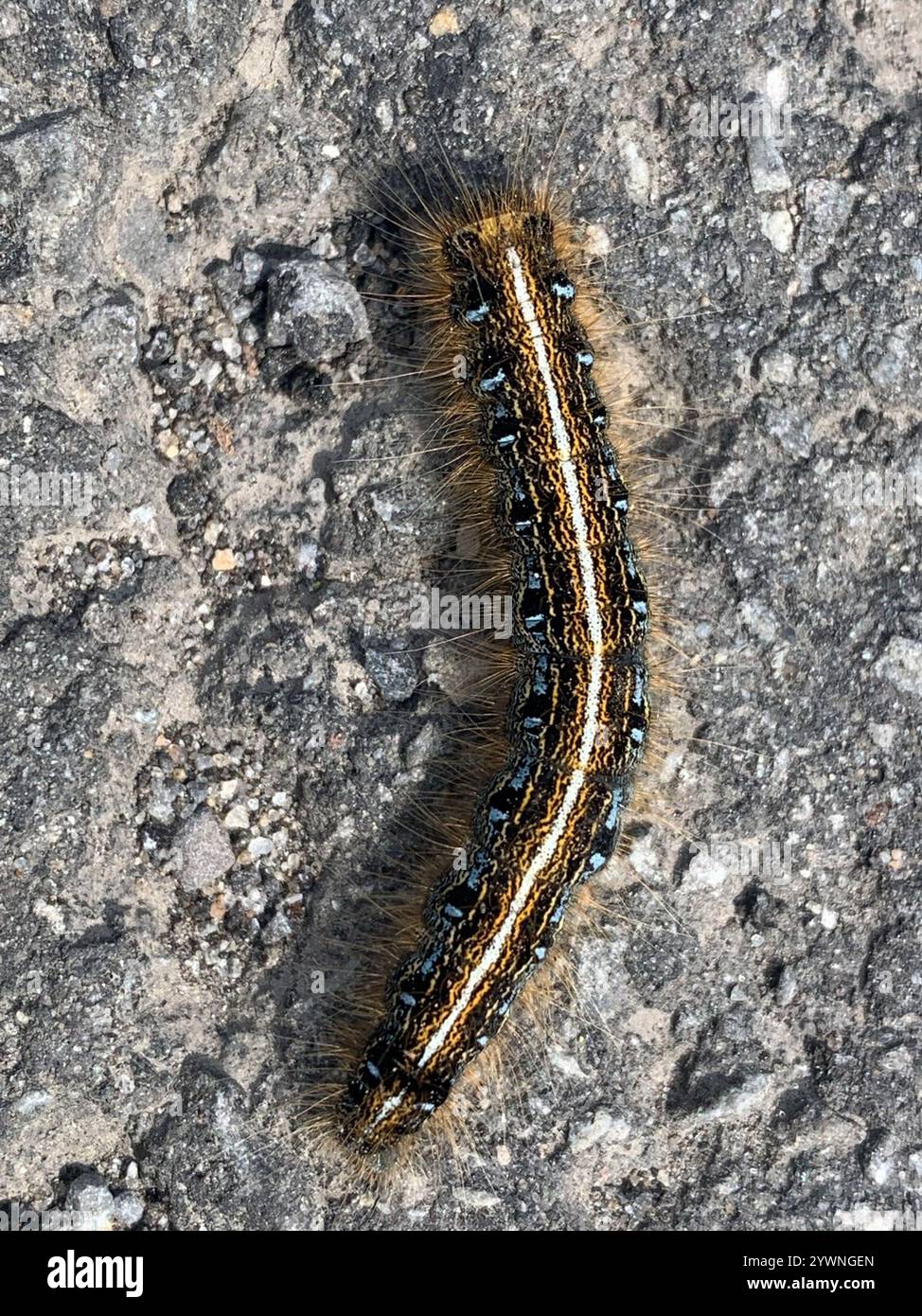 Eastern Tent Caterpillar Moth (Malacosoma americana Stock Photo - Alamy