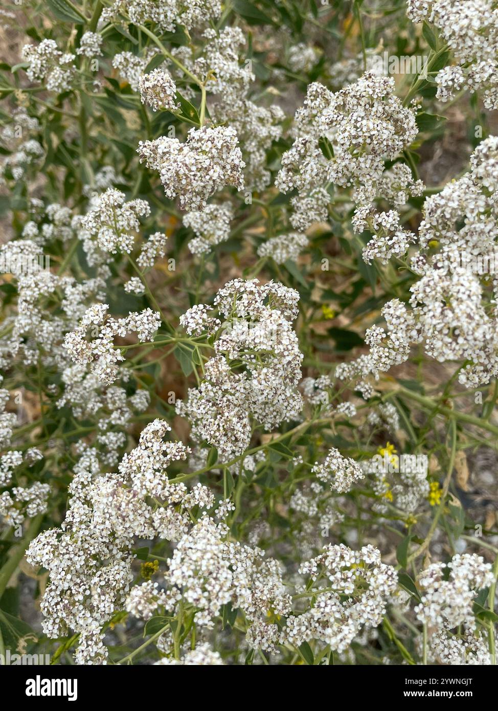 broadleaved pepperweed (Lepidium latifolium Stock Photo - Alamy
