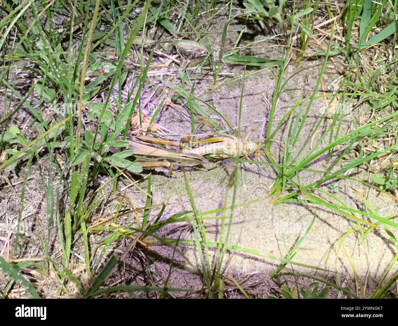 Coral-winged Grasshopper (Pardalophora apiculata Stock Photo - Alamy