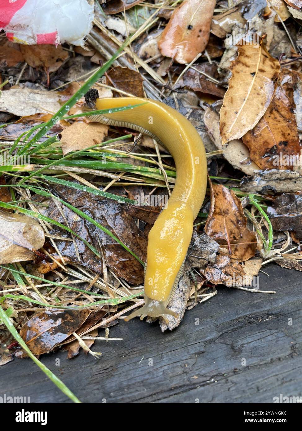 California Banana Slug (Ariolimax californicus Stock Photo - Alamy