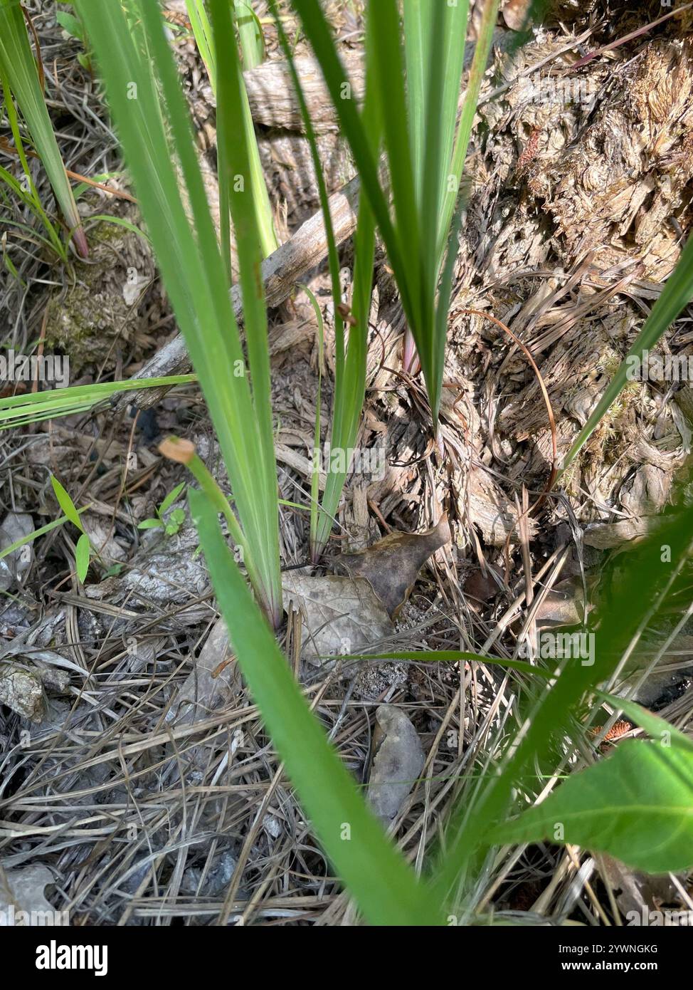 Slender Blue Flag (Iris prismatica Stock Photo - Alamy