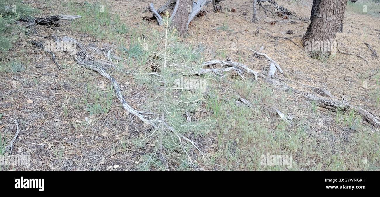 singleleaf pinyon (Pinus monophylla Stock Photo - Alamy