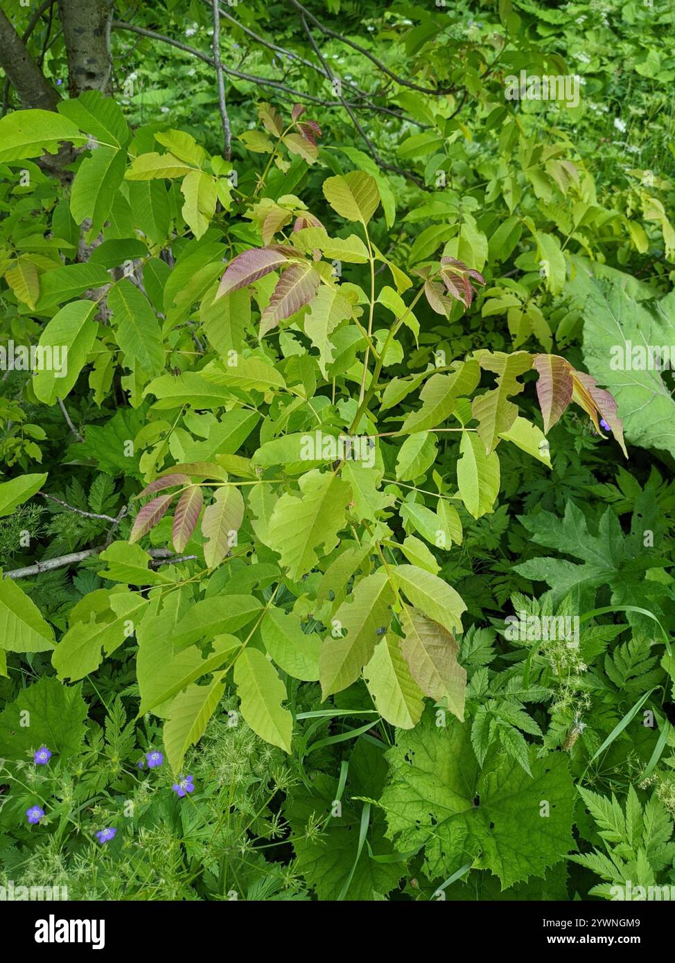 Persian walnut (Juglans regia Stock Photo - Alamy