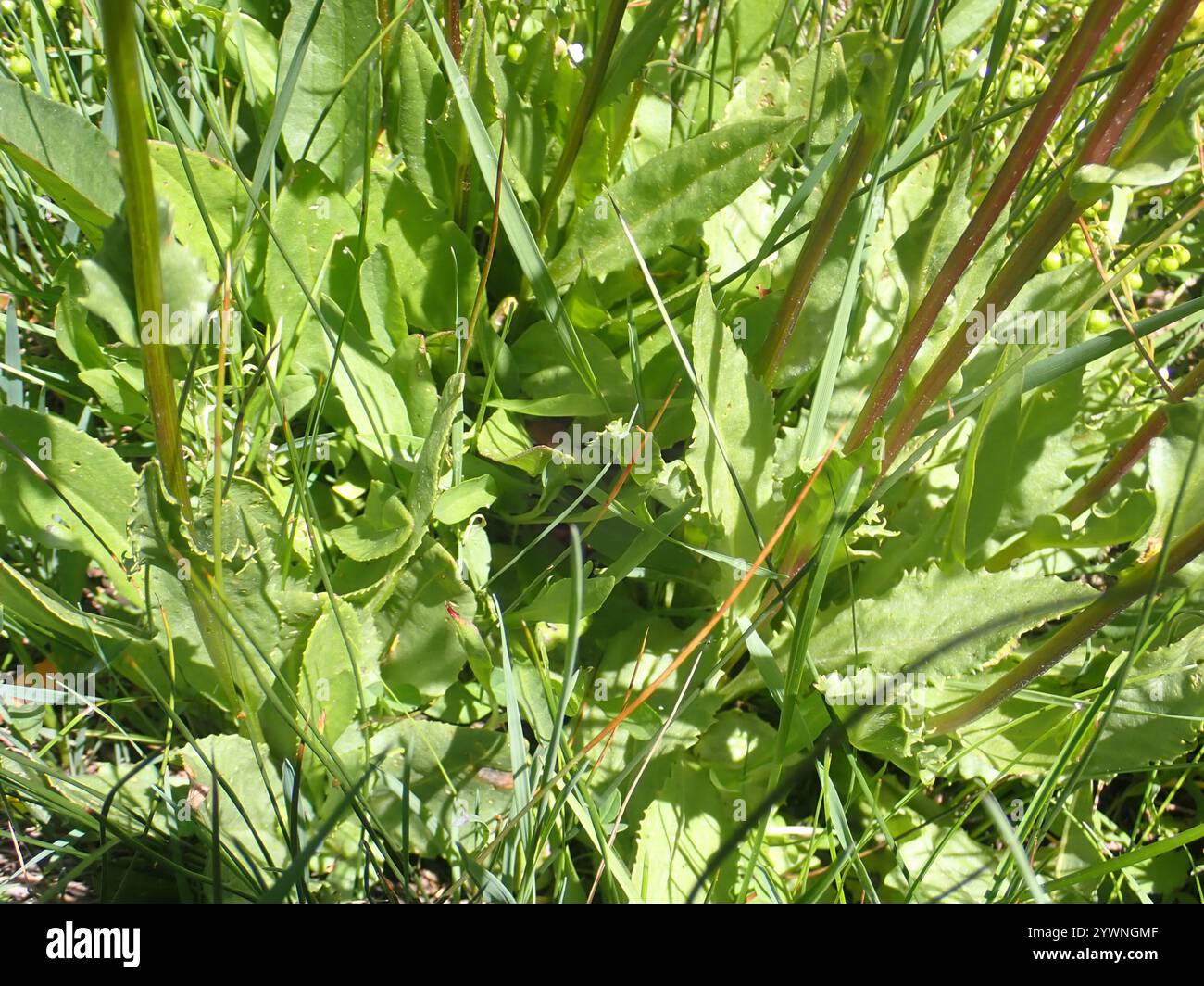 sweet marsh ragwort (Senecio hydrophiloides Stock Photo - Alamy