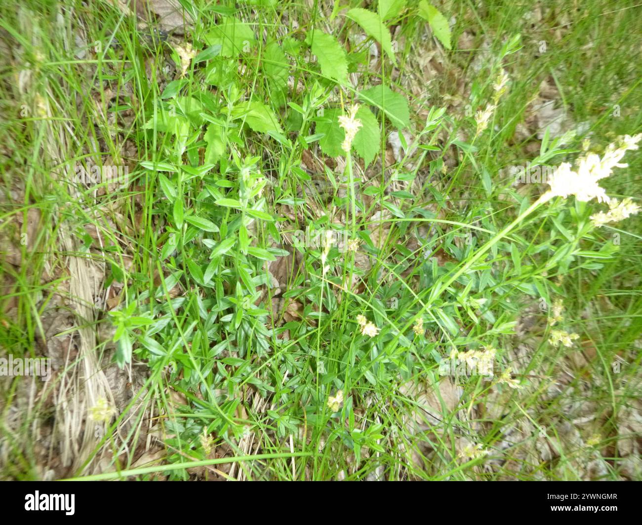Dyer's Greenweed (Genista tinctoria Stock Photo - Alamy