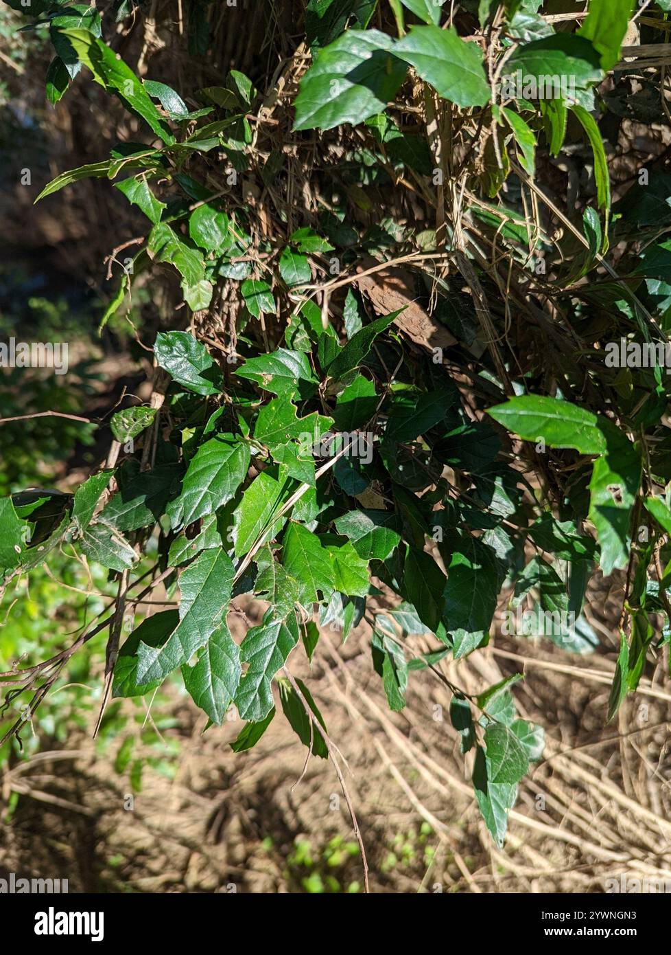 Aphananthe hi-res stock photography and images - Alamy