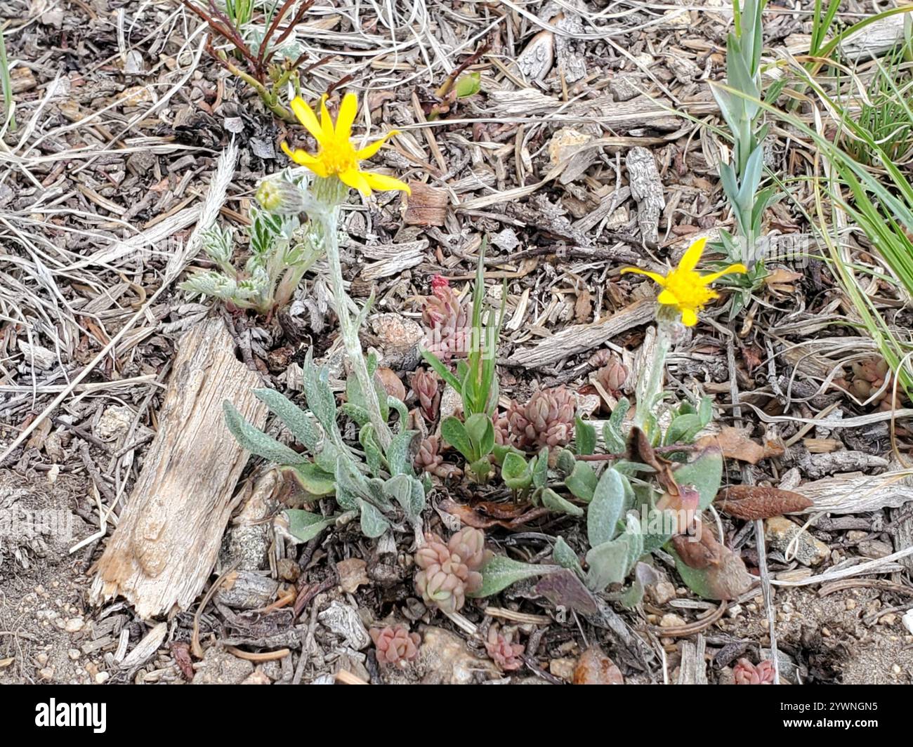 woolly groundsel (Packera cana Stock Photo - Alamy