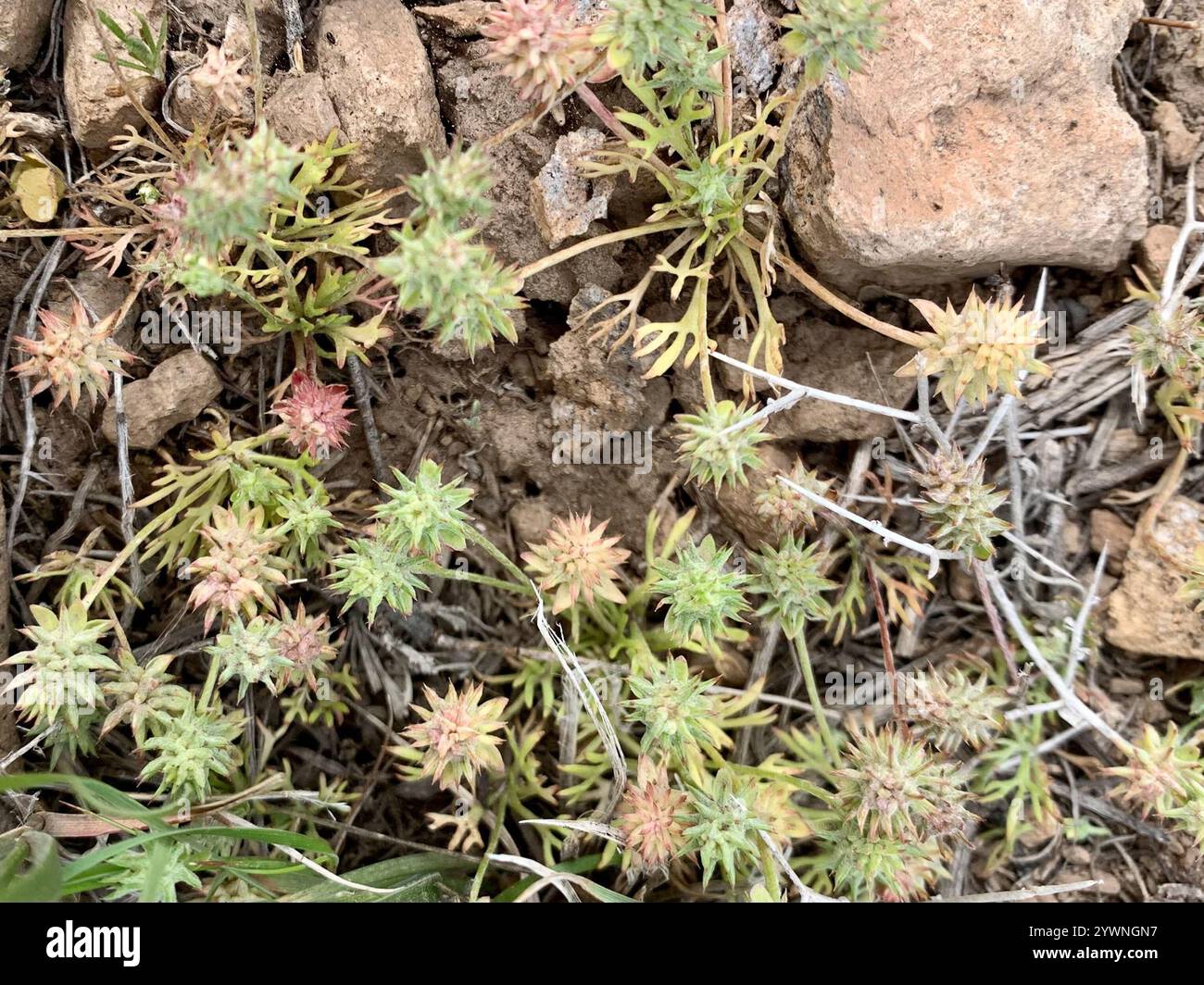 Curveseed Butterwort (Ceratocephala testiculata Stock Photo - Alamy