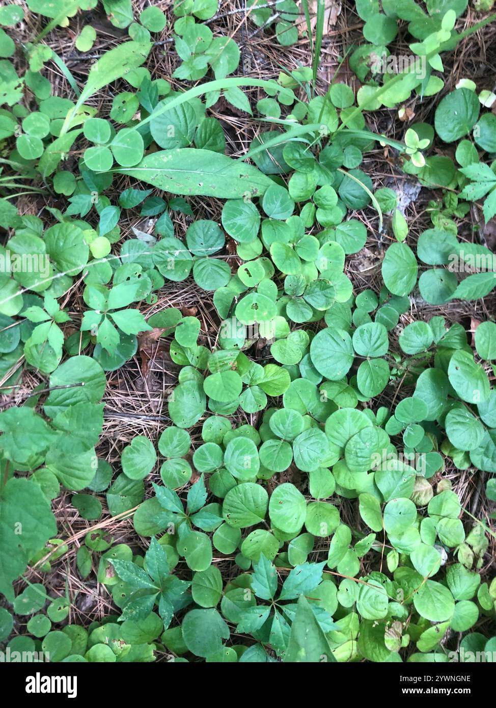 Round-leaved Trailing Tick-trefoil (Desmodium rotundifolium Stock Photo ...
