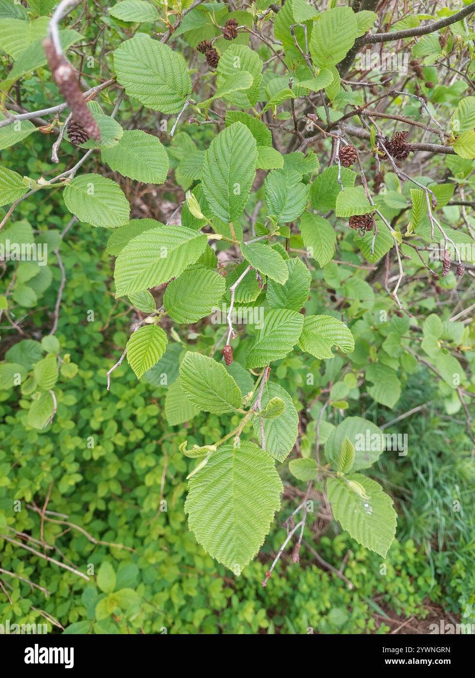 swamp alder (Alnus incana rugosa Stock Photo - Alamy