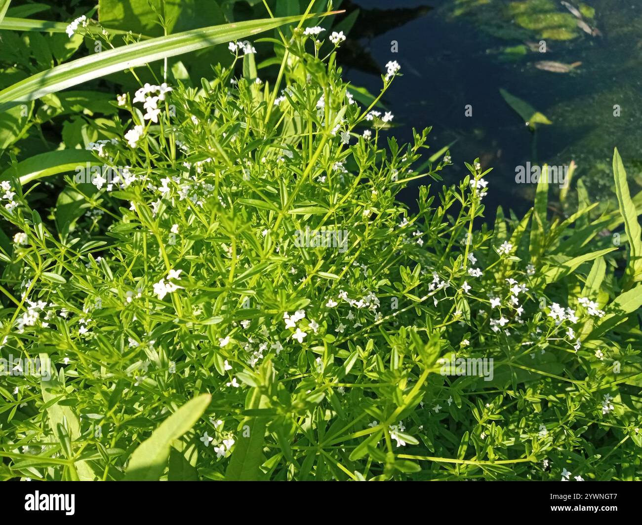 Common Marsh-bedstraw (Galium palustre Stock Photo - Alamy