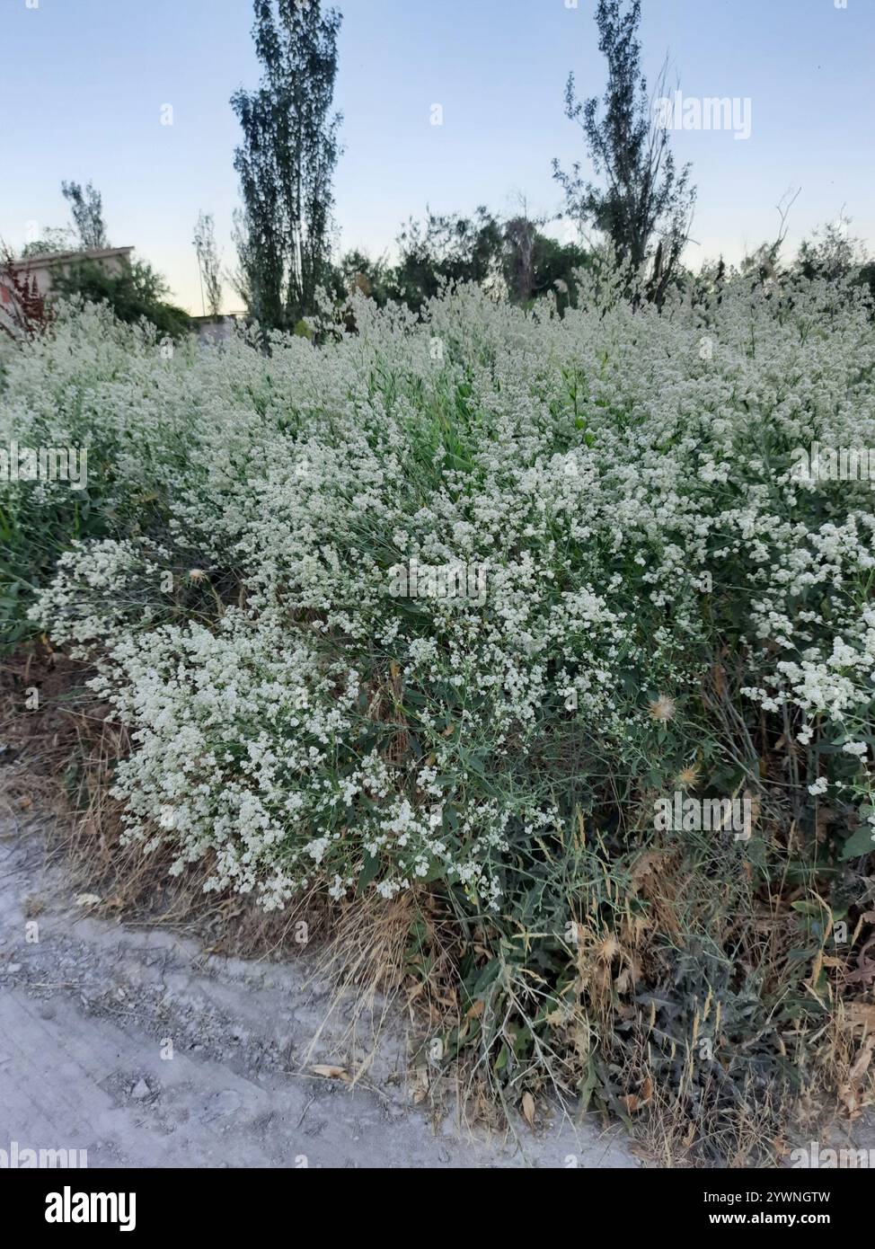 broadleaved pepperweed (Lepidium latifolium Stock Photo - Alamy