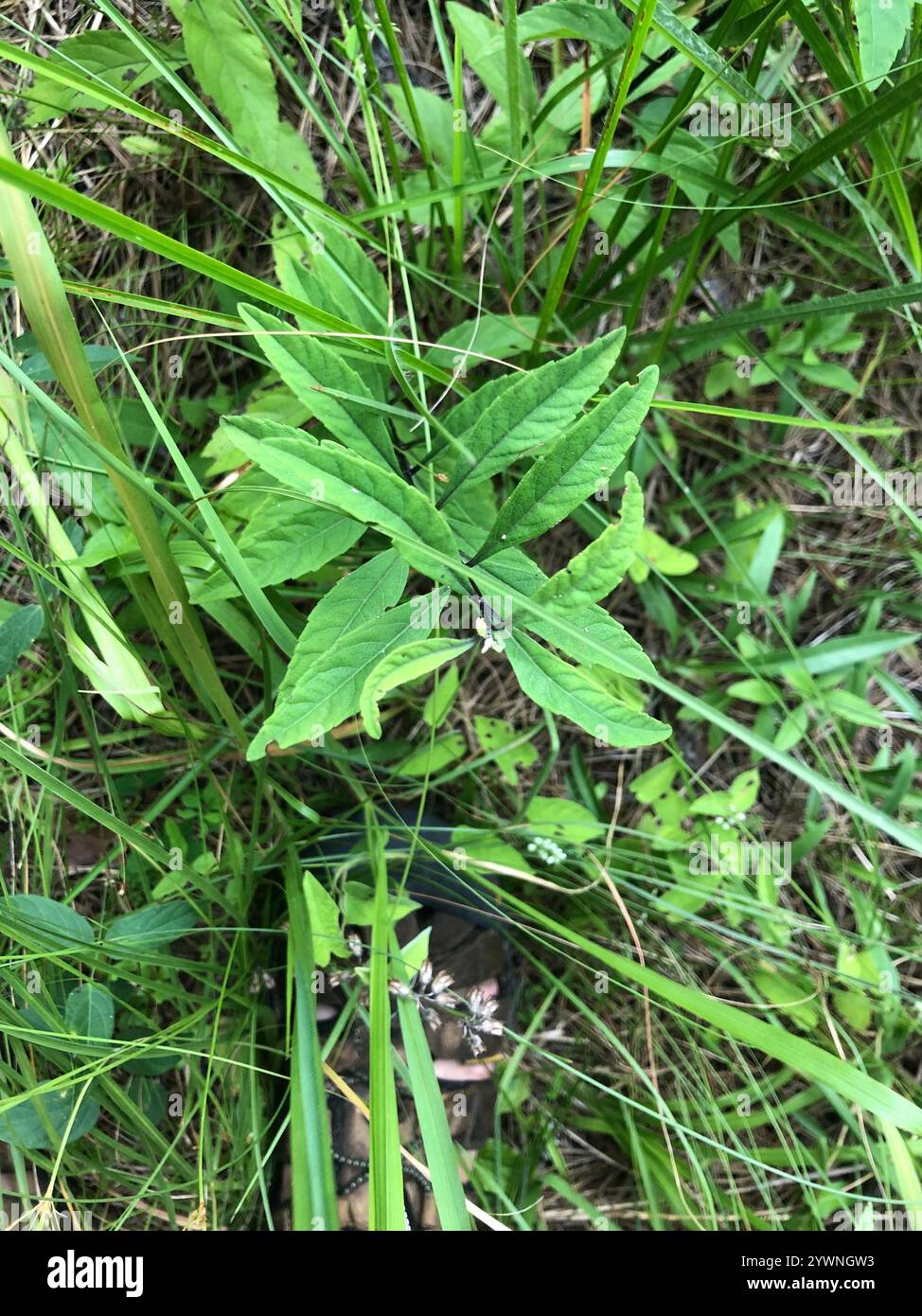 Prairie Sage (Salvia azurea grandiflora Stock Photo - Alamy