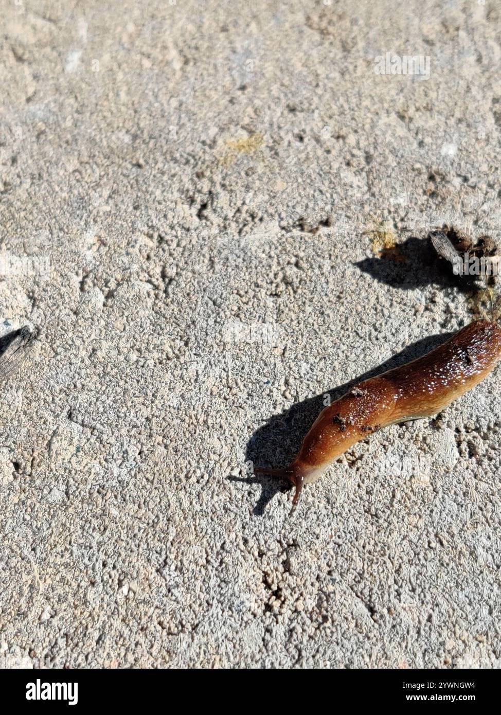 Northern Dusky Slug (Arion fuscus Stock Photo - Alamy
