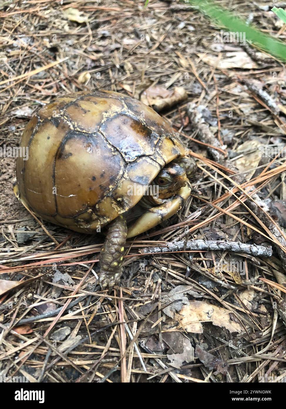 Box Turtles (Terrapene Stock Photo - Alamy