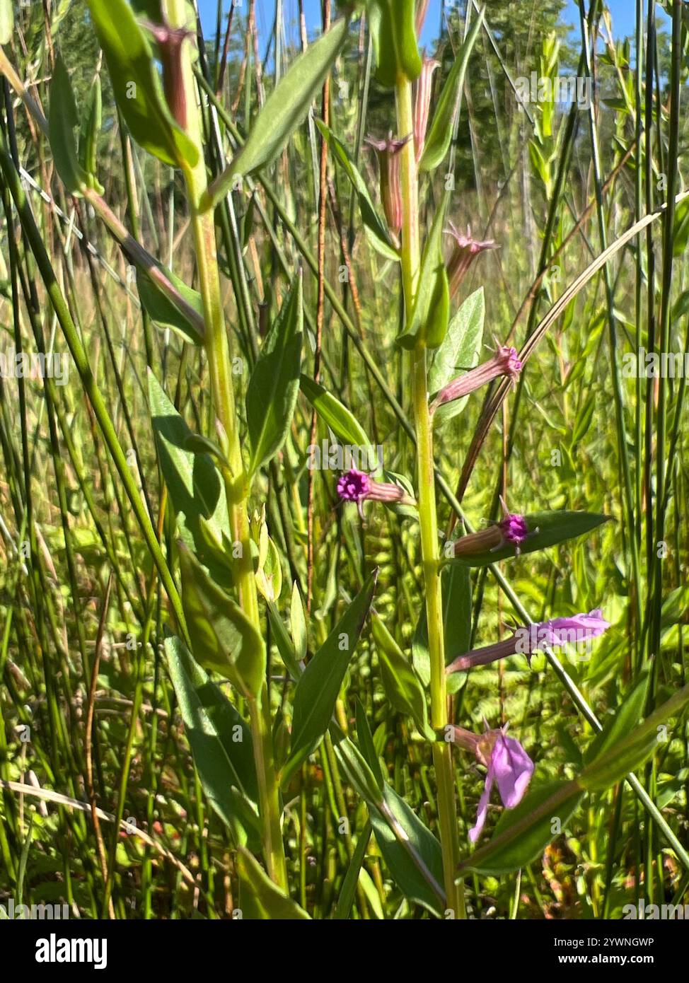 Lythrum alatum hi-res stock photography and images - Alamy