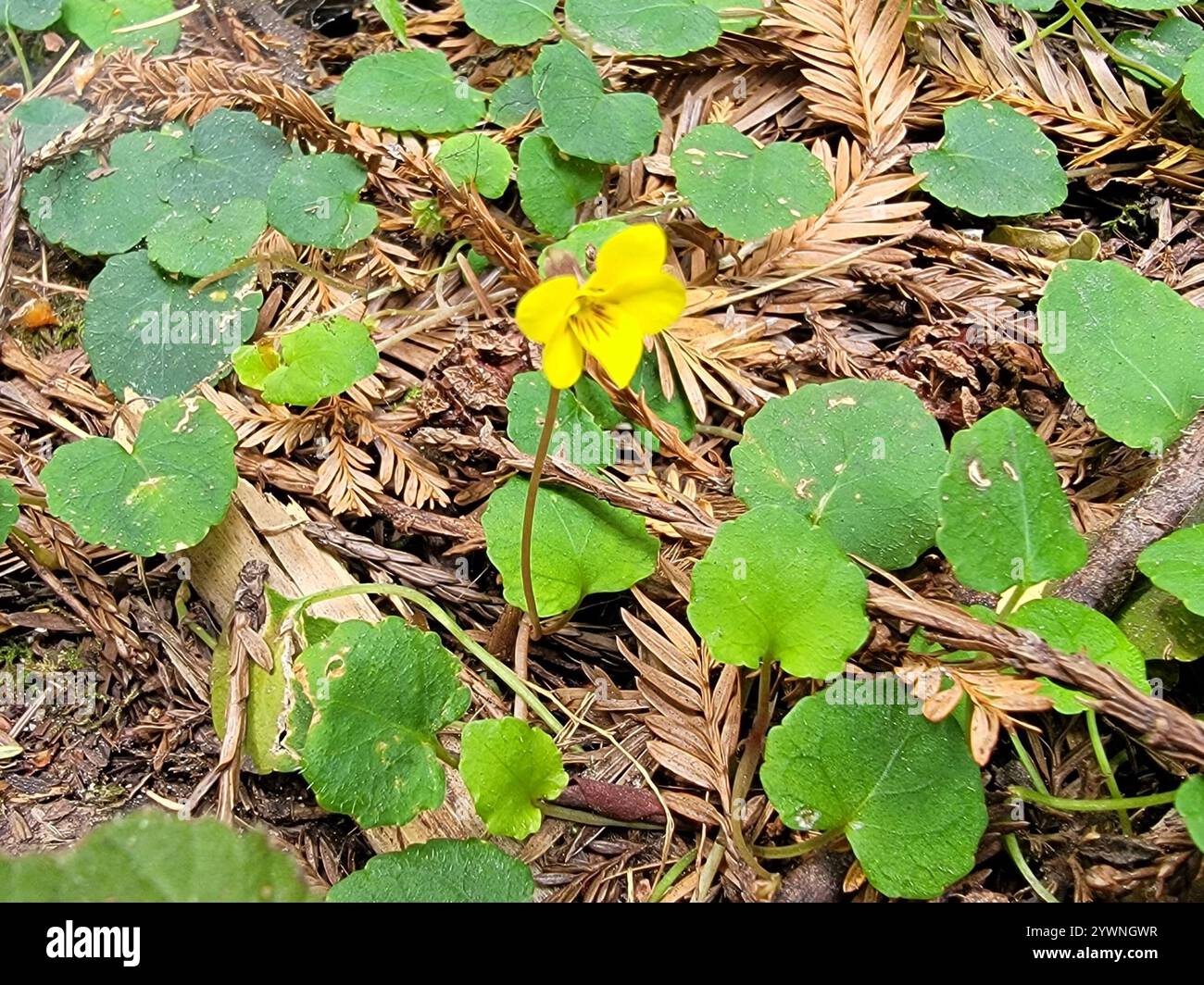 Viola sempervirens hi-res stock photography and images - Alamy