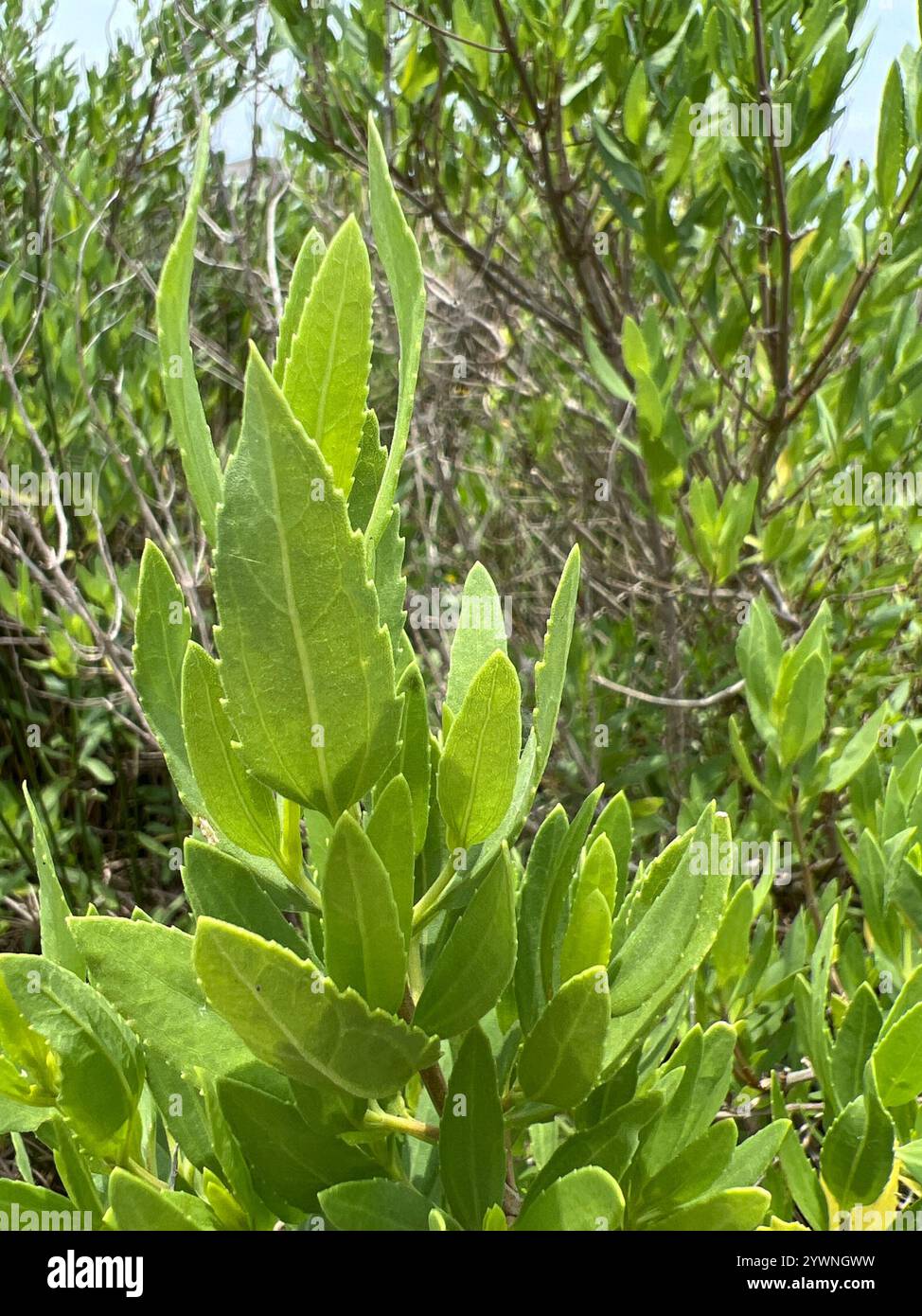 Southern Maritime Marsh-Elder (Iva frutescens frutescens Stock Photo ...