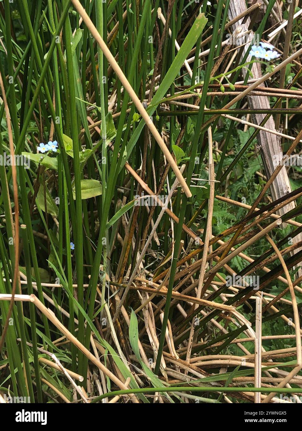 Creeping Forget-me-not (Myosotis secunda Stock Photo - Alamy