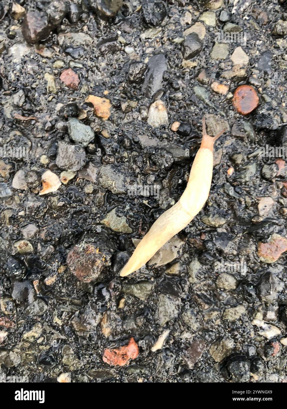 Milky Slug (Deroceras reticulatum Stock Photo - Alamy
