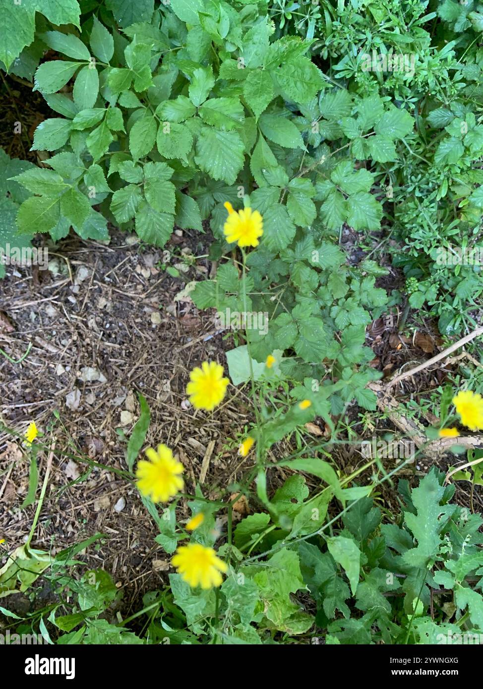 nipplewort (Lapsana communis Stock Photo - Alamy