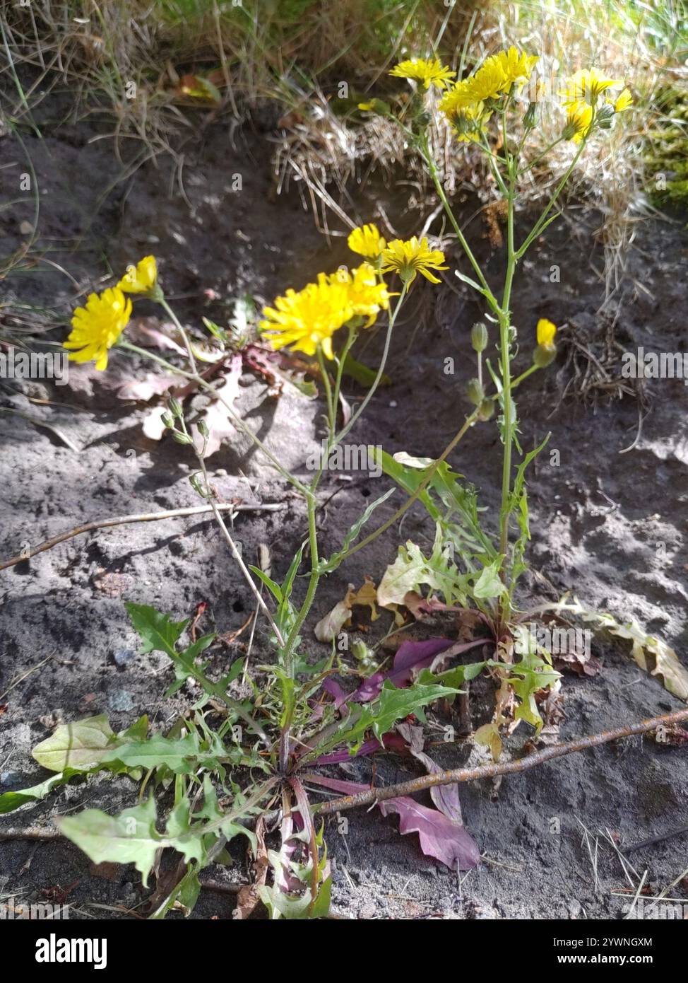 Beaked Hawksbeard (Crepis vesicaria Stock Photo - Alamy