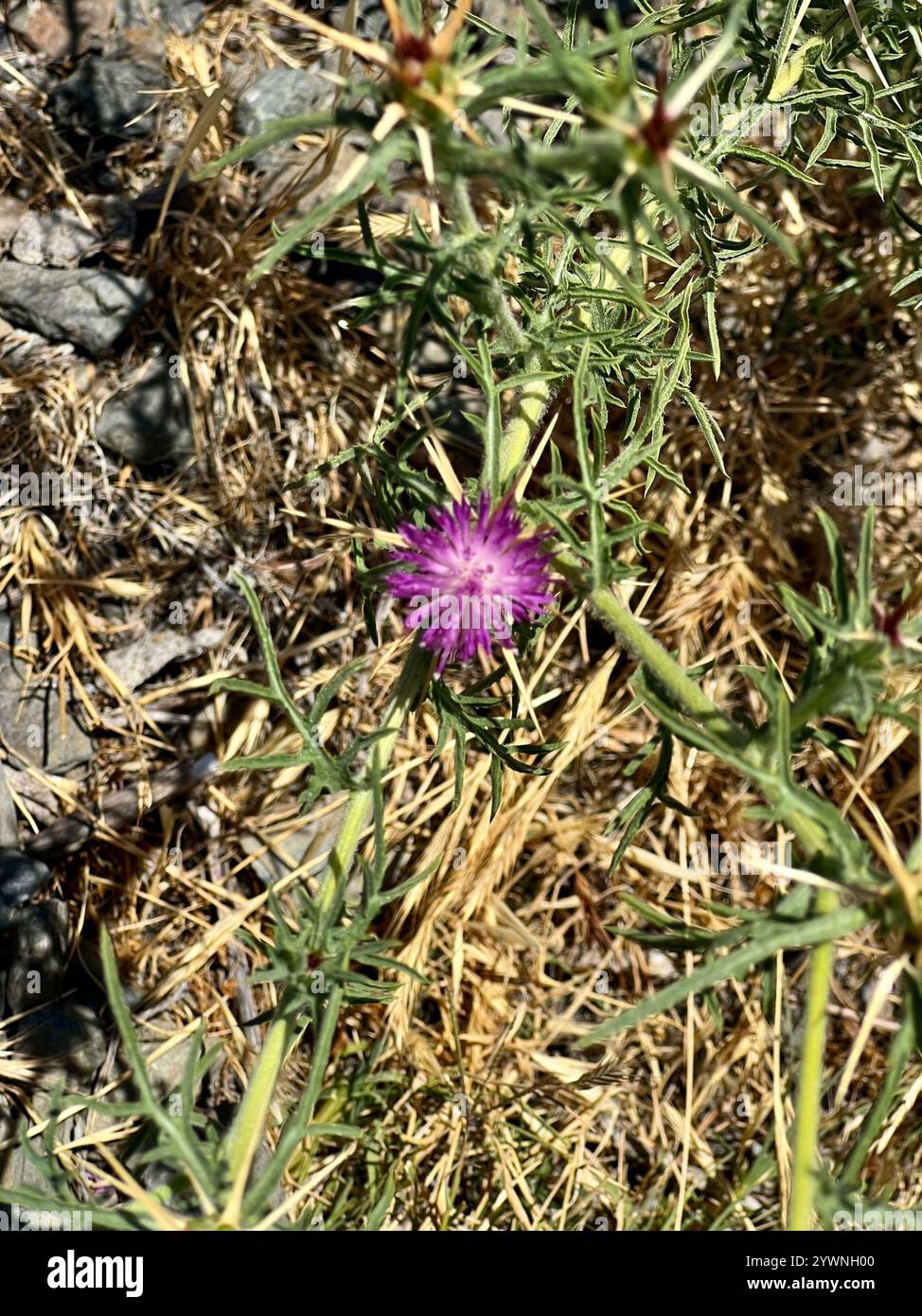 purple star-thistle (Centaurea calcitrapa Stock Photo - Alamy
