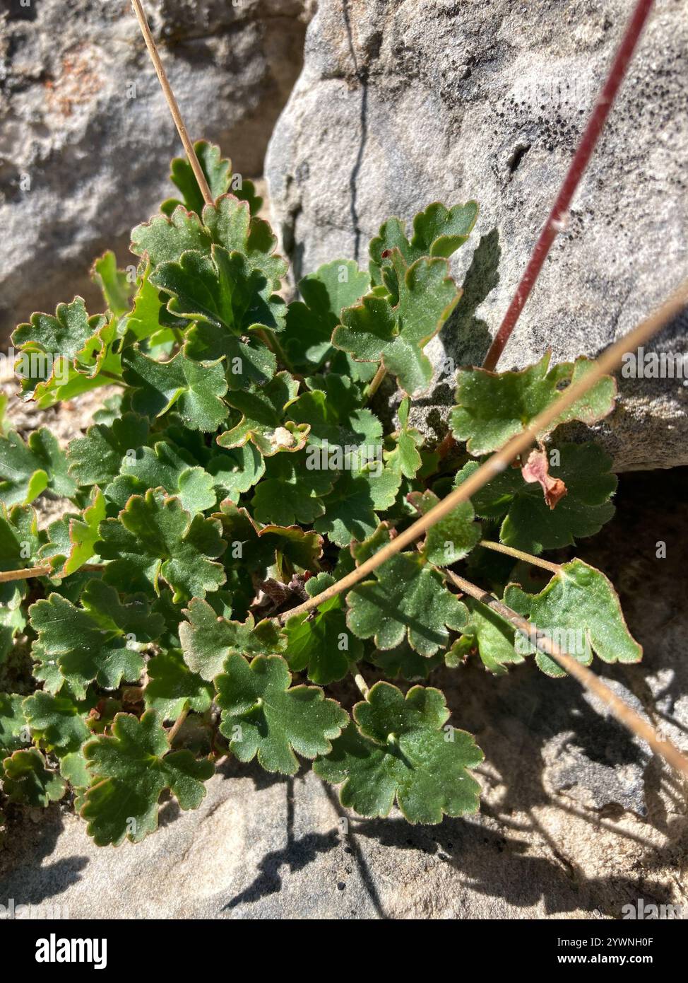 littleleaf alumroot (Heuchera parvifolia Stock Photo - Alamy