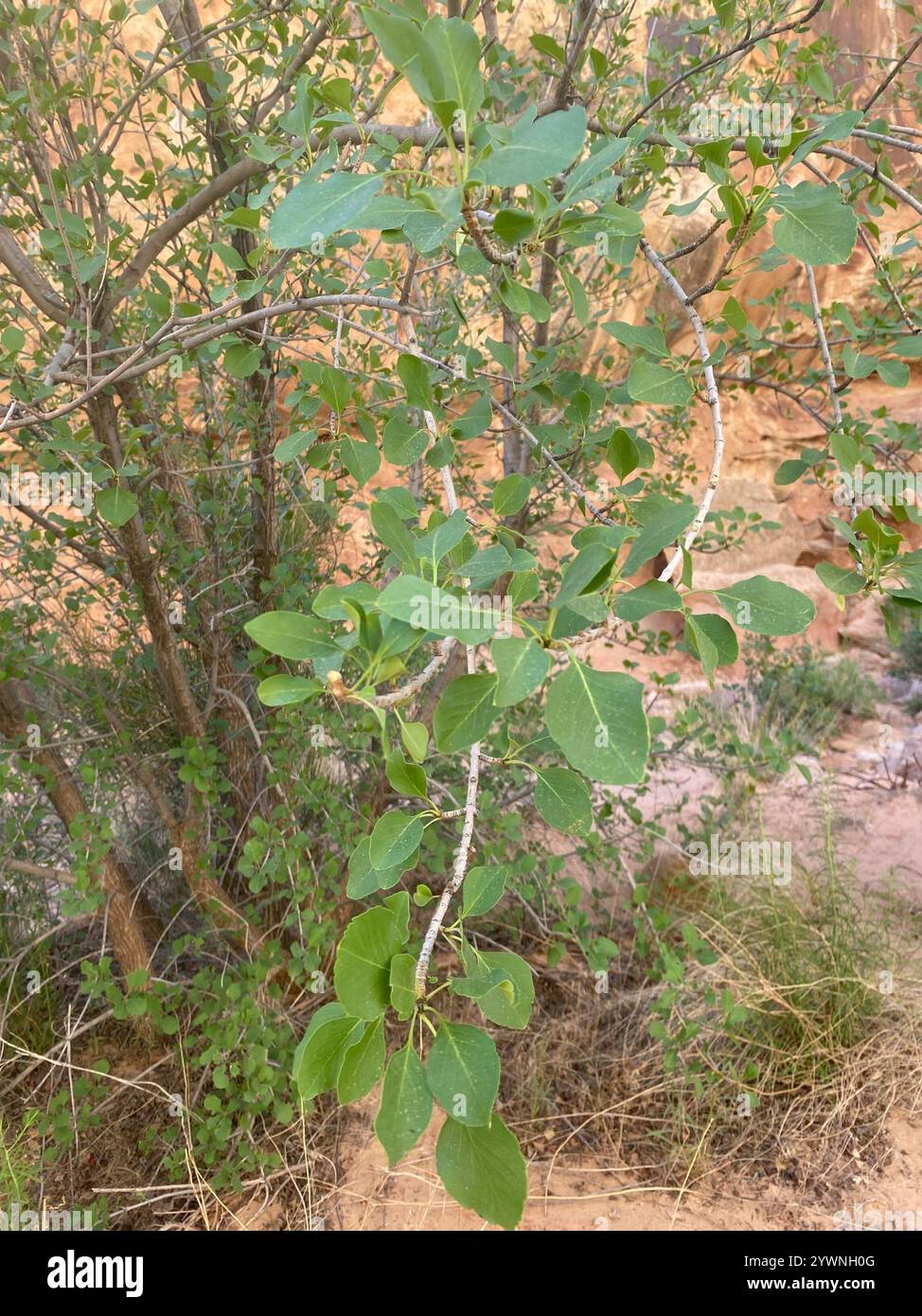 single-leaf ash (Fraxinus anomala Stock Photo - Alamy