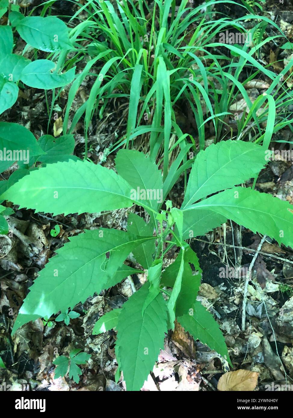 Wingstem (Verbesina alternifolia Stock Photo - Alamy