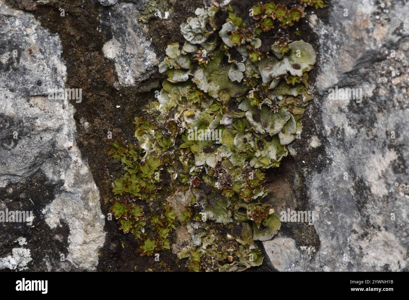 Common Chocolate Chip Lichen (Solorina saccata Stock Photo - Alamy